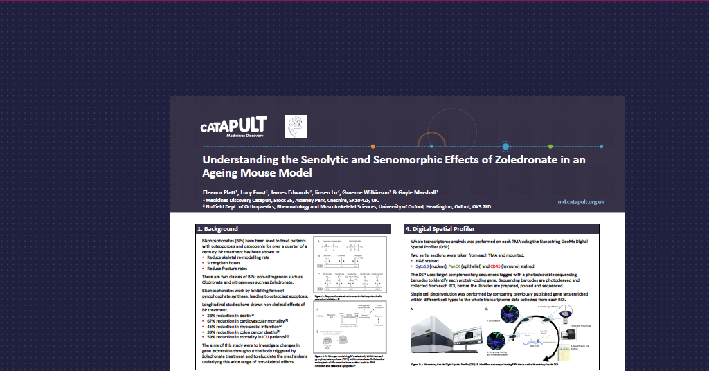 Senolytic and Senomorphic Effects of Zoledronate