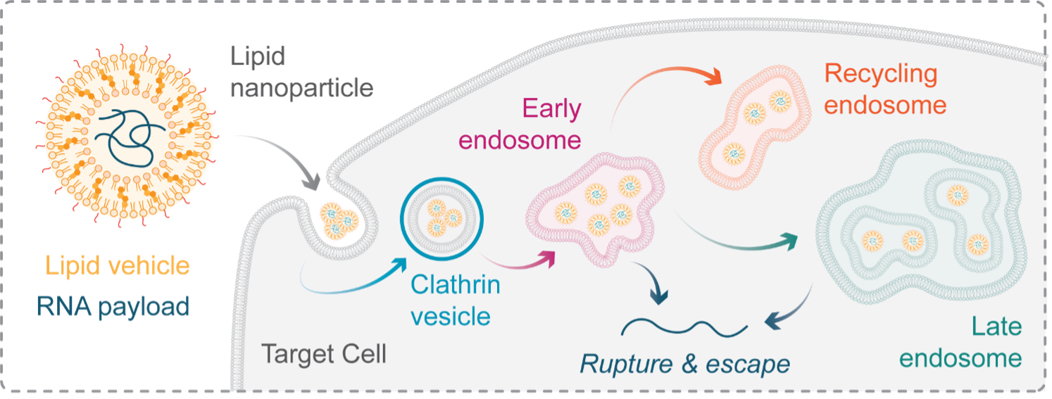 Nanotherapeutics | Rupturing Endosomes are not created equal