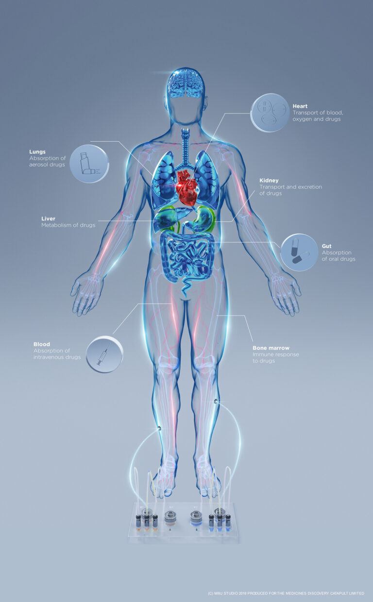 Humans on a chip – the future for research and drug discovery ...